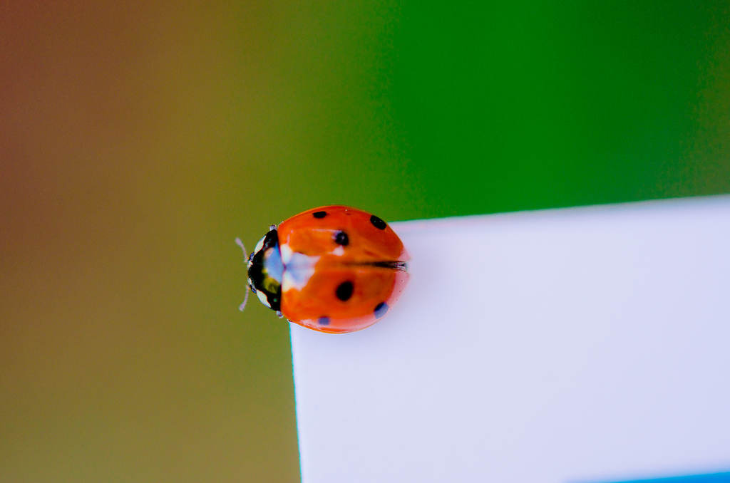 Enabling Bug On The Backlog Feature For The Scrum Template